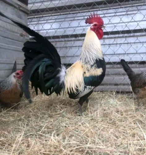 8 PURE BOB BENNETT GREY CHICKEN HATCHING EGGS GAME REGULAR GRAY | eBay