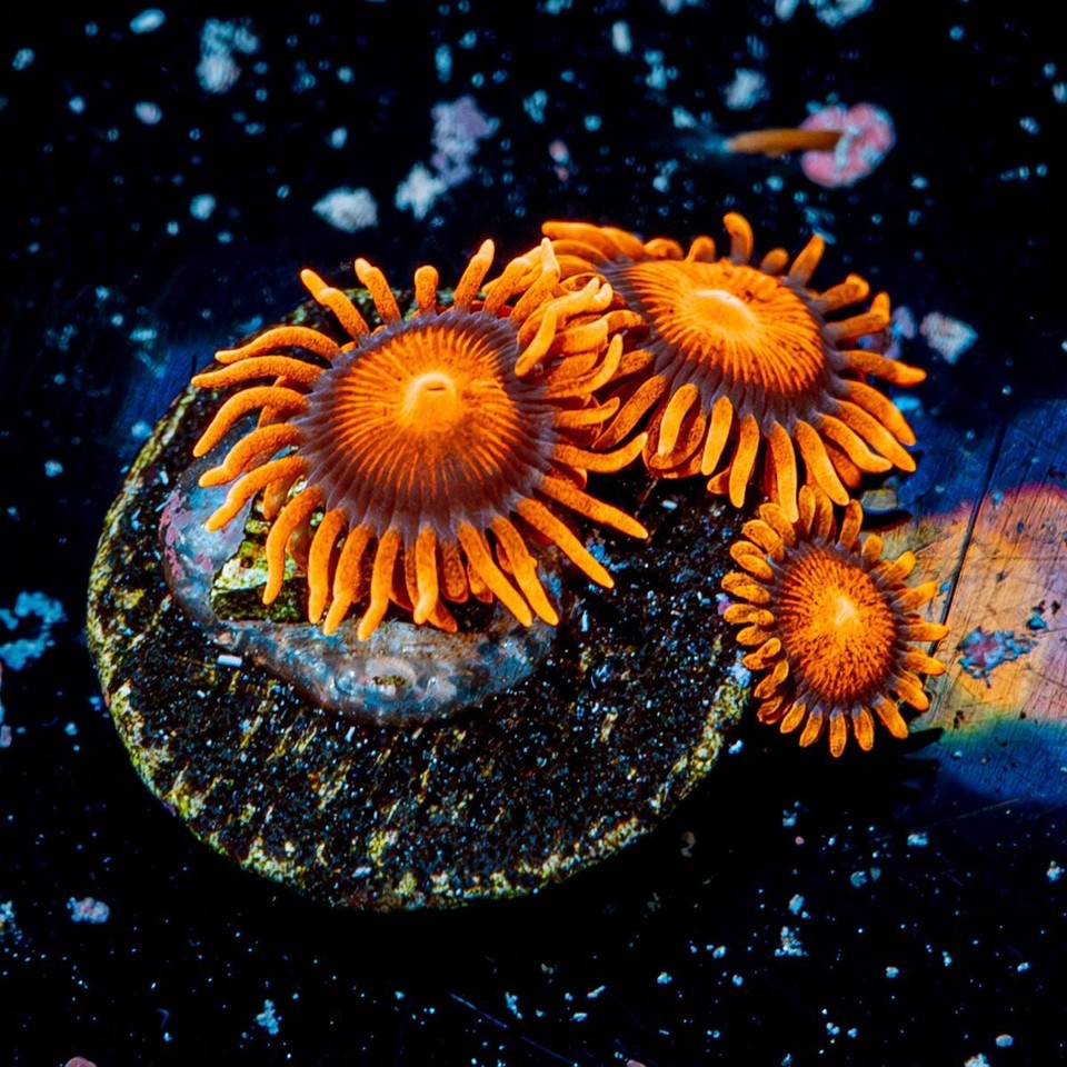 Beginner Soft Coral Starter Pack – 4 Live Frags – Ricordea, Zoas, GSP ...