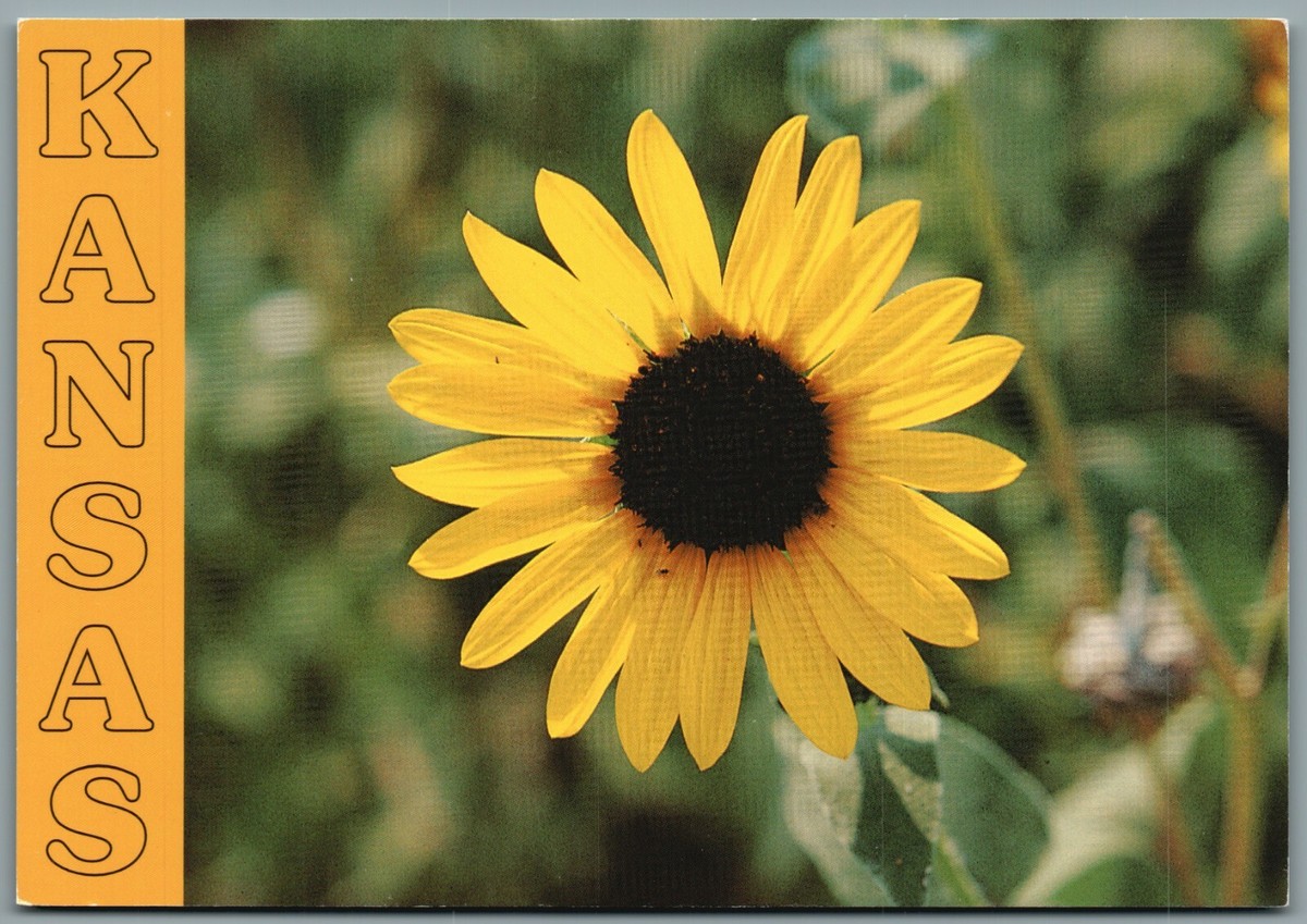 Kansas State Flower Facts Kansas Flower Hi Res Stock Photography And