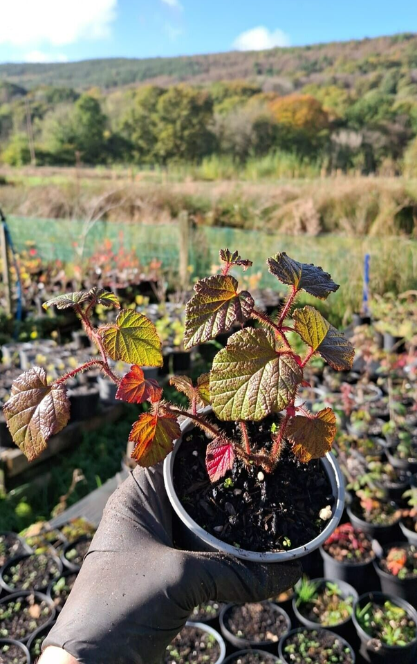 Himalayan Creeping Bramble, Rubus nepalensis, 9cm Pot - Grown in Wales ...