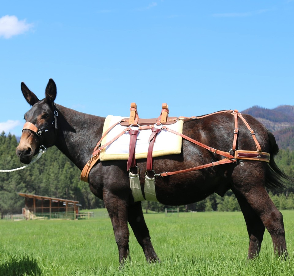 Double Pack Cinch; Cinch for Sawbuck or Double Rigged Pack Saddle ...