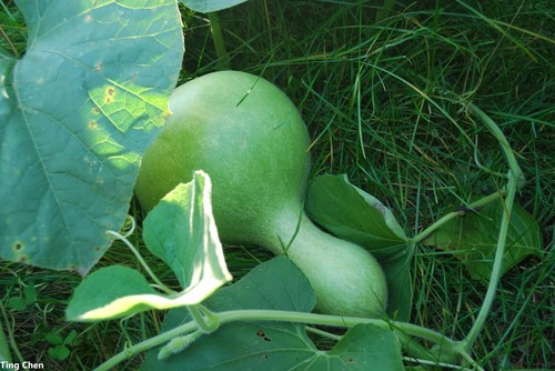 Calebasse - Lagenaria Siceraria - Gourde - Vigne Fruits Légumes - 20 ...