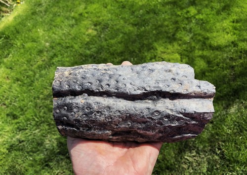 Carboniferous Fossil Root Stigmaria Ficoides Lycopod | eBay