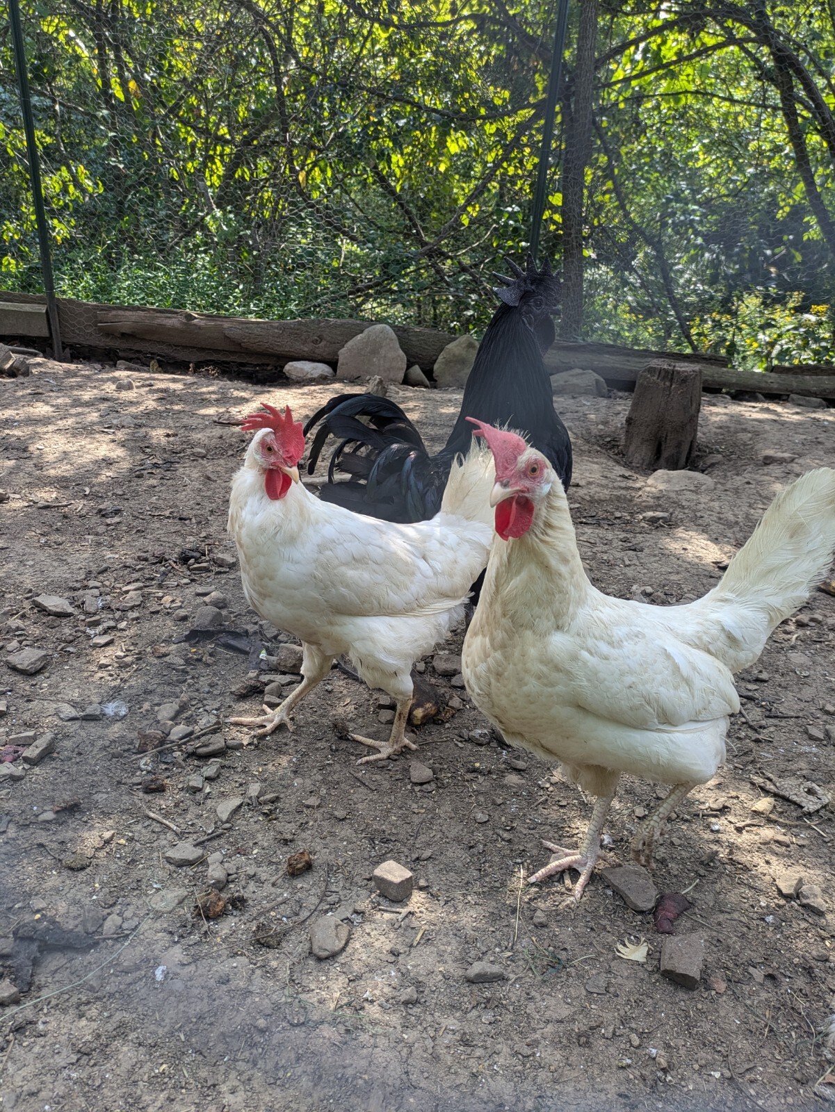 10 White Leghorn Chicken Hatching Eggs F1 | eBay