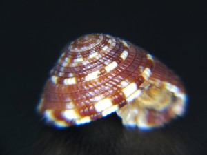 seashellauction | eBay Stores