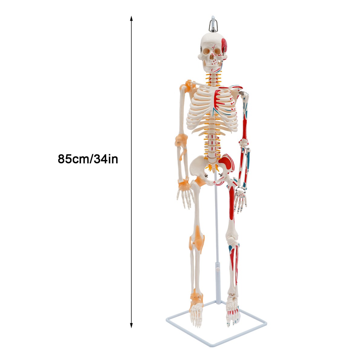Foot Anatomy Model Human Foot Skeleton Model, Life Size Full Joint ...