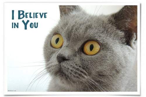 I BELIEVE IN YOU, 12x18 inch Cat Poster, British Shorthair ...