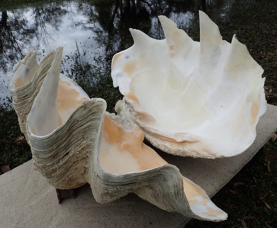 Unique and Historical Giant Clam Shell -Tridacna gigas - survived ...