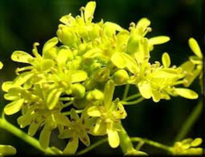 WOAD SEEDS, 100, Chinese Woad, Da qing; Qing dai, Isatis indigotica ...