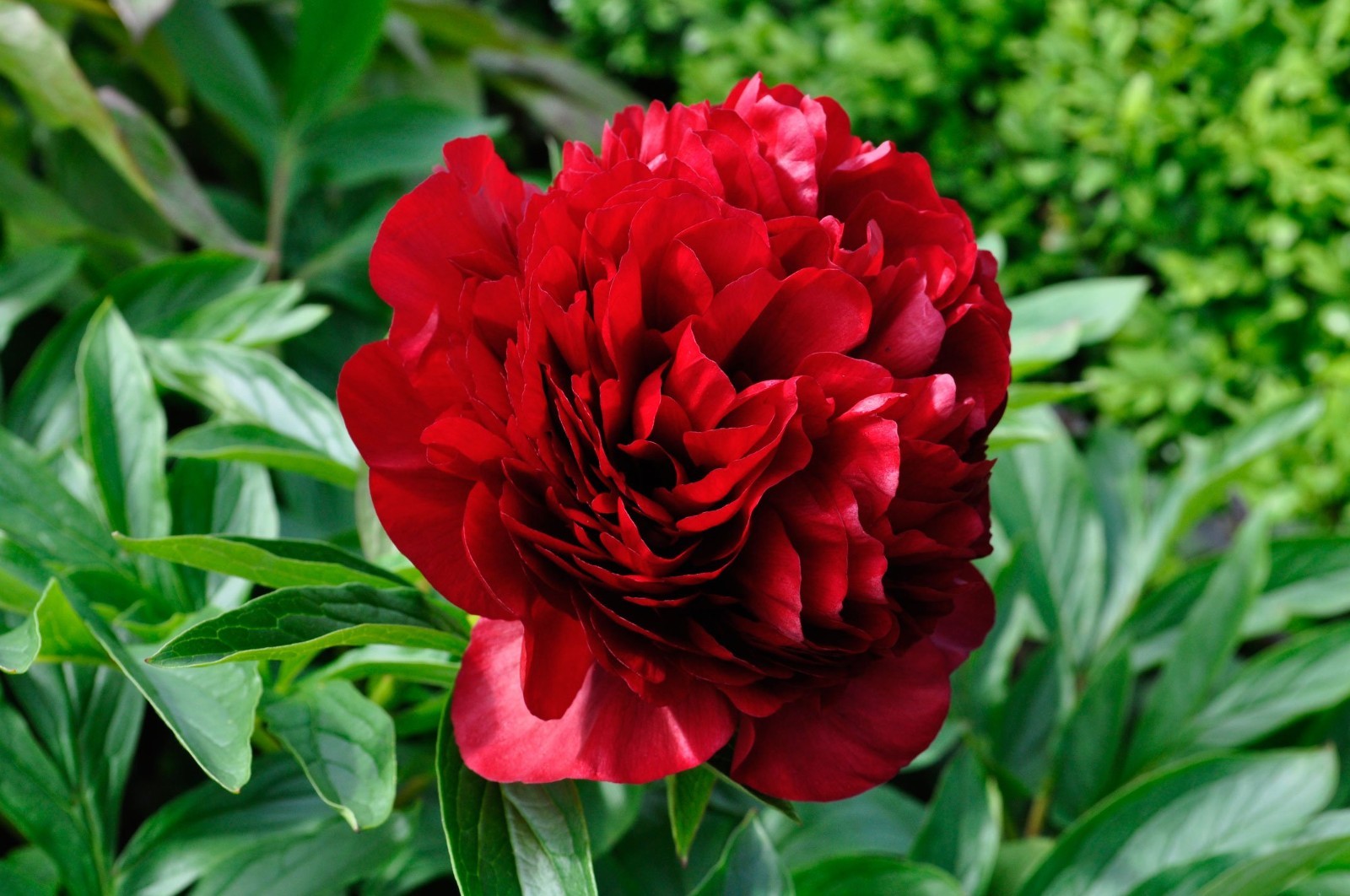 RED CHARM Double Peony Live Perennial Bare Root Flower Plant Bulb - U S ...
