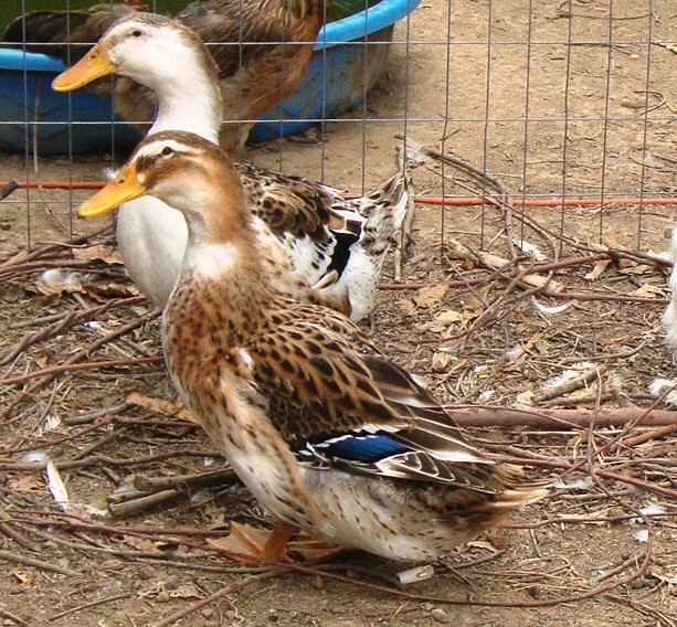 6 Silver Appleyard Duck Hatching Eggs | eBay