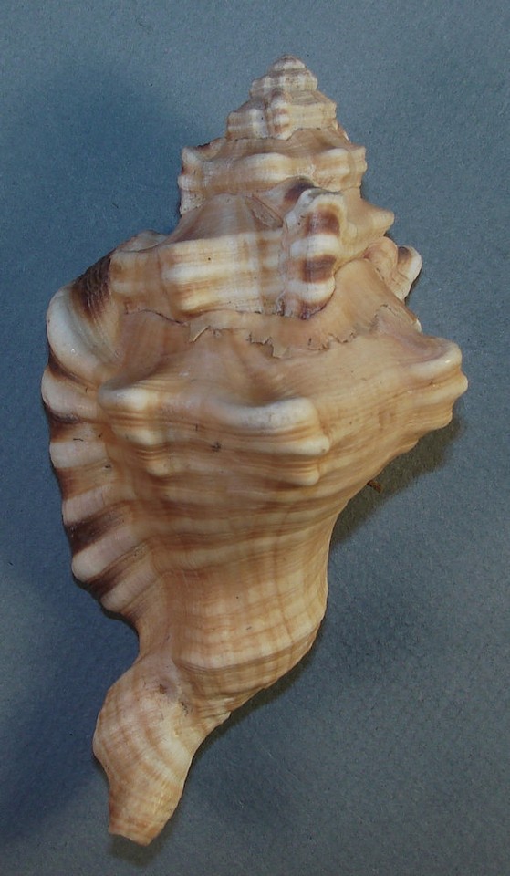 CYMATIUM PERRYI 117.79mm SUPER CHOICE XL SPECIMEN off Cuddalore, India ...