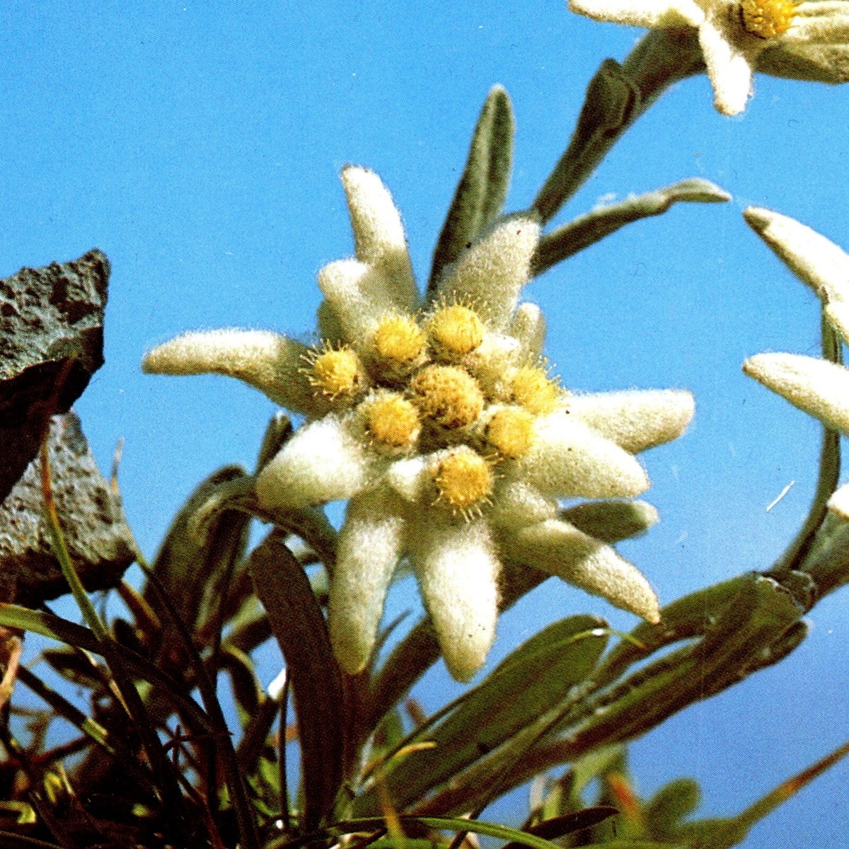 Austria State Flower
