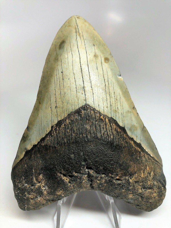 5 INCH REAL MEGALODON SHARK TOOTH BIG FOSSIL GIANT GENUINE PREHISTORIC ...
