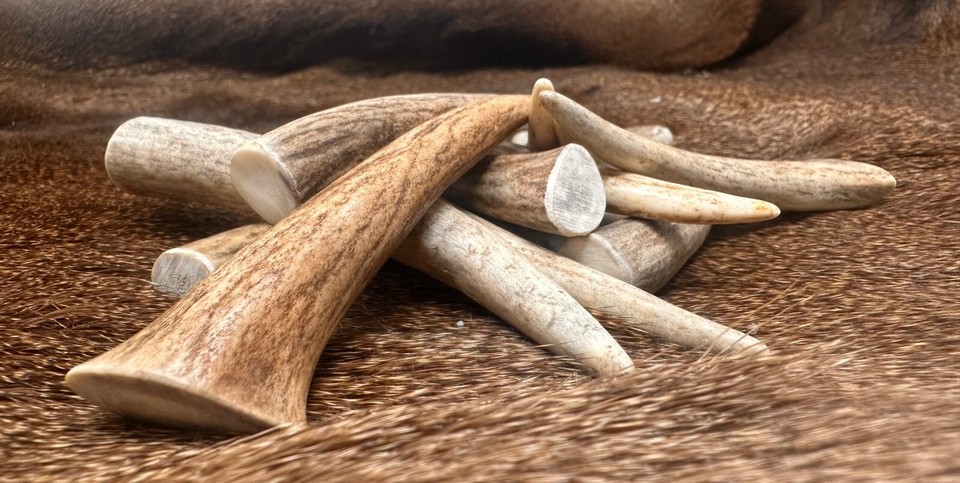 5 PACK - Premium *A* GRADE - Deer Antler Crafting Tips (Choose Size) | eBay