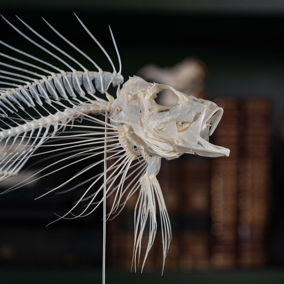 Real Lionfish Skeleton, Lionfish Taxidermy, fish skull, Poisonous fish ...