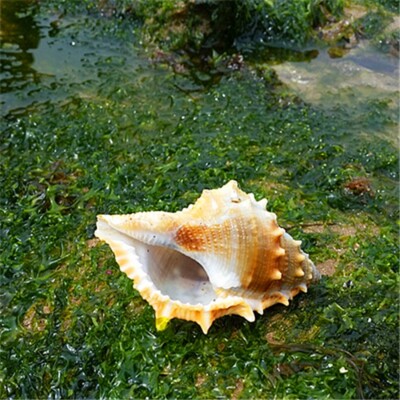 1X DIY Snail Conch Shell Aquarium Landscape Fish Tank Art Decors Sea ...