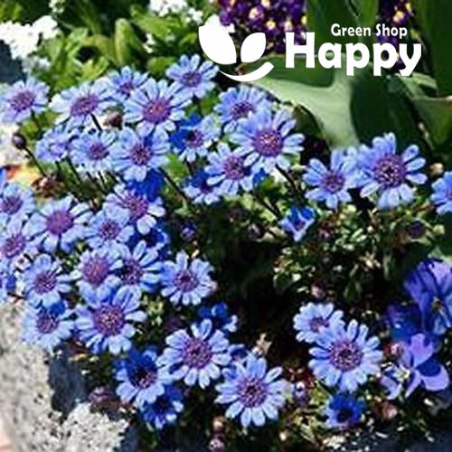 THE BLUES - BLUE DAISY - 110 seeds - Felicia Heterophylla - Dwarf ...