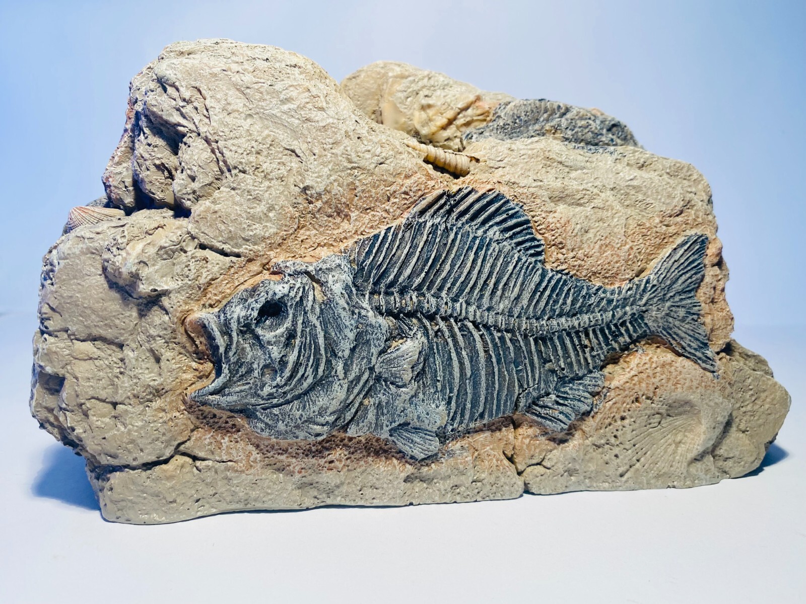 Prehistoric Piranha Fossil