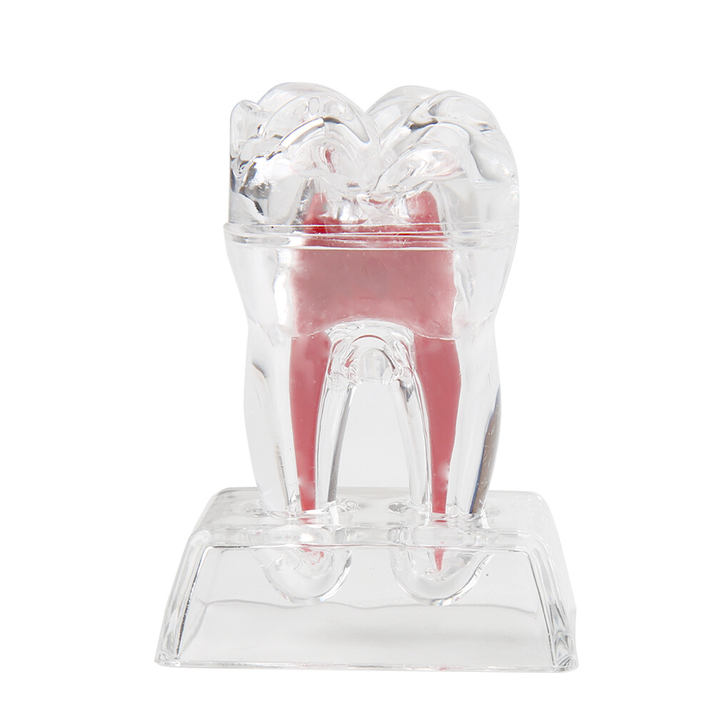 Dental Anatomical Model Transparent Detachable Single Tooth Structure ...