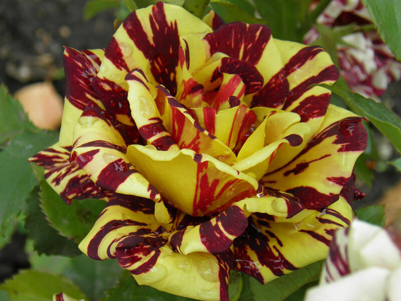 Rose cuttings Simsalabim rose 5 fresh cuttings/no roots-rare and ...