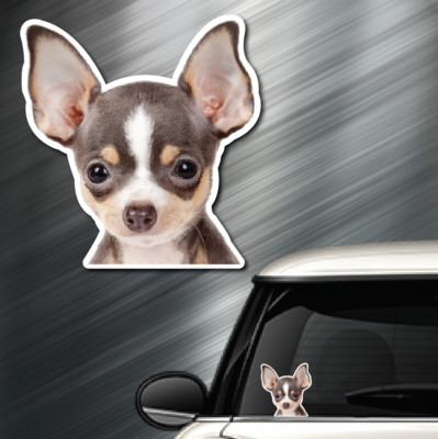 (1) CHIHUAHUA DOG Peeper Sticker Window Peep Decal Car Auto Puppy AKC 3 ...