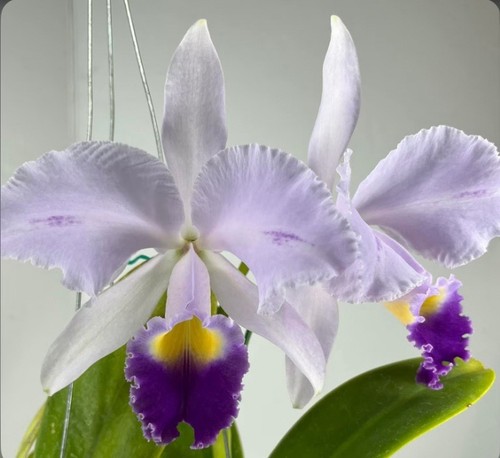 Cattleya Jentri (Trianae coerulea X jenmanii Alba) NBS Fragrant Orchid 5.5” Pot | eBay