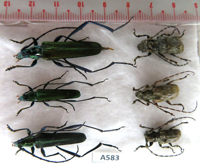 A583. Unmounted insects: Cerambycidae sp. North Vietnam. Yen Bai | eBay