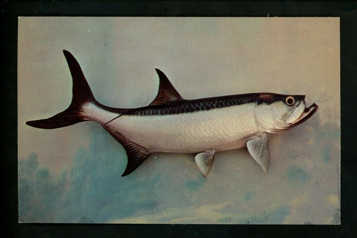 Silver King Fish