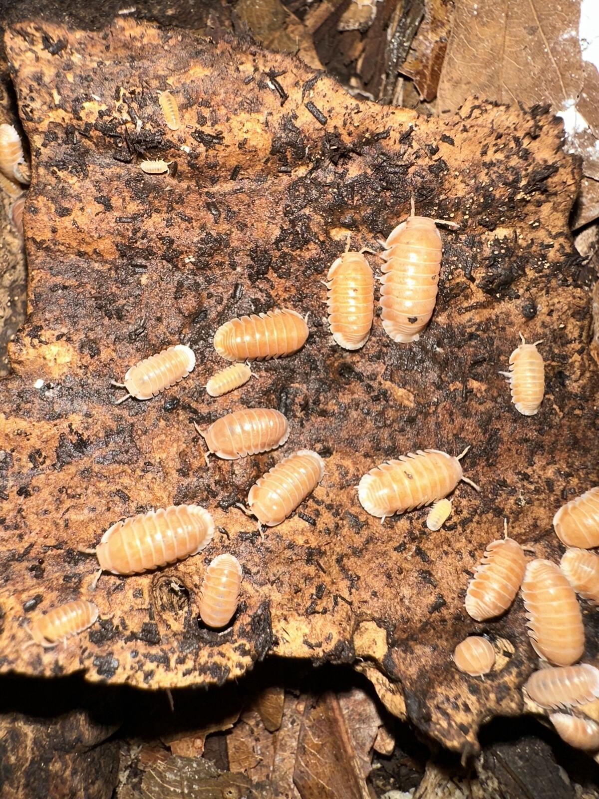 50+ Cubaris sp Citrus Panda Isopods (Very | Grelly USA