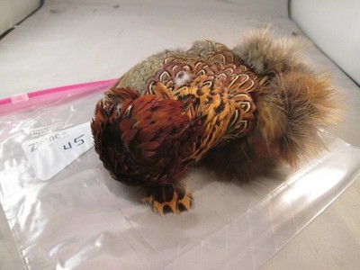 Ringtail pheasant Partial Cape #45 animal art craft mount bird used ...