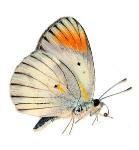 Insectpassion | eBay Stores