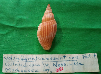 Lyria delessertiana #M0331 Madagascar 46mm | eBay