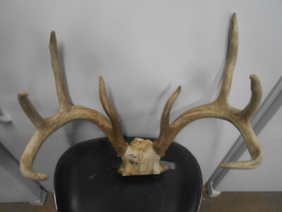 4x4 Wild WHITETAIL DEER RACK Antlers mule mount taxidermy elk cape ...