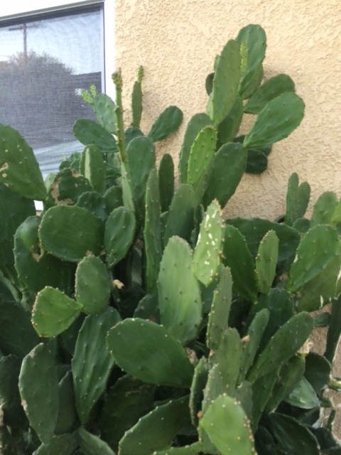 Spineless thornless edible Nopales Prickly pear cactus, lot of 3 pads ...