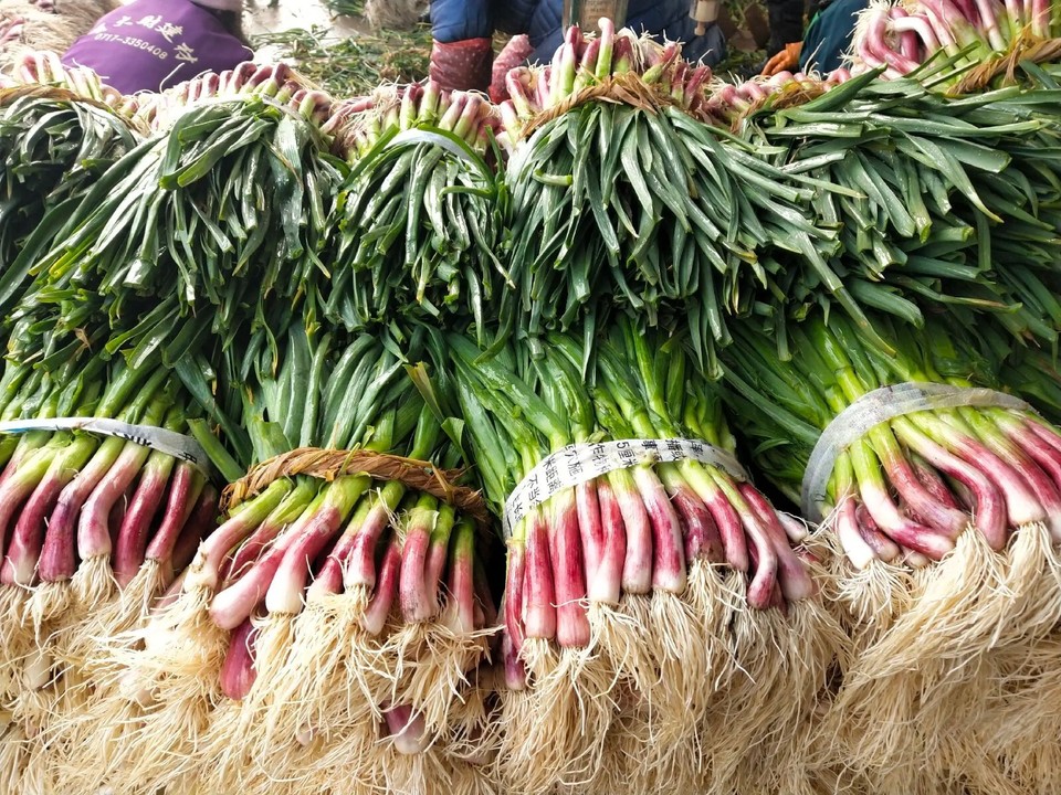 500pcs Garlic Sprouts Seeds, Red Scallion Seeds, Sprouted Garlic SEEDS ...