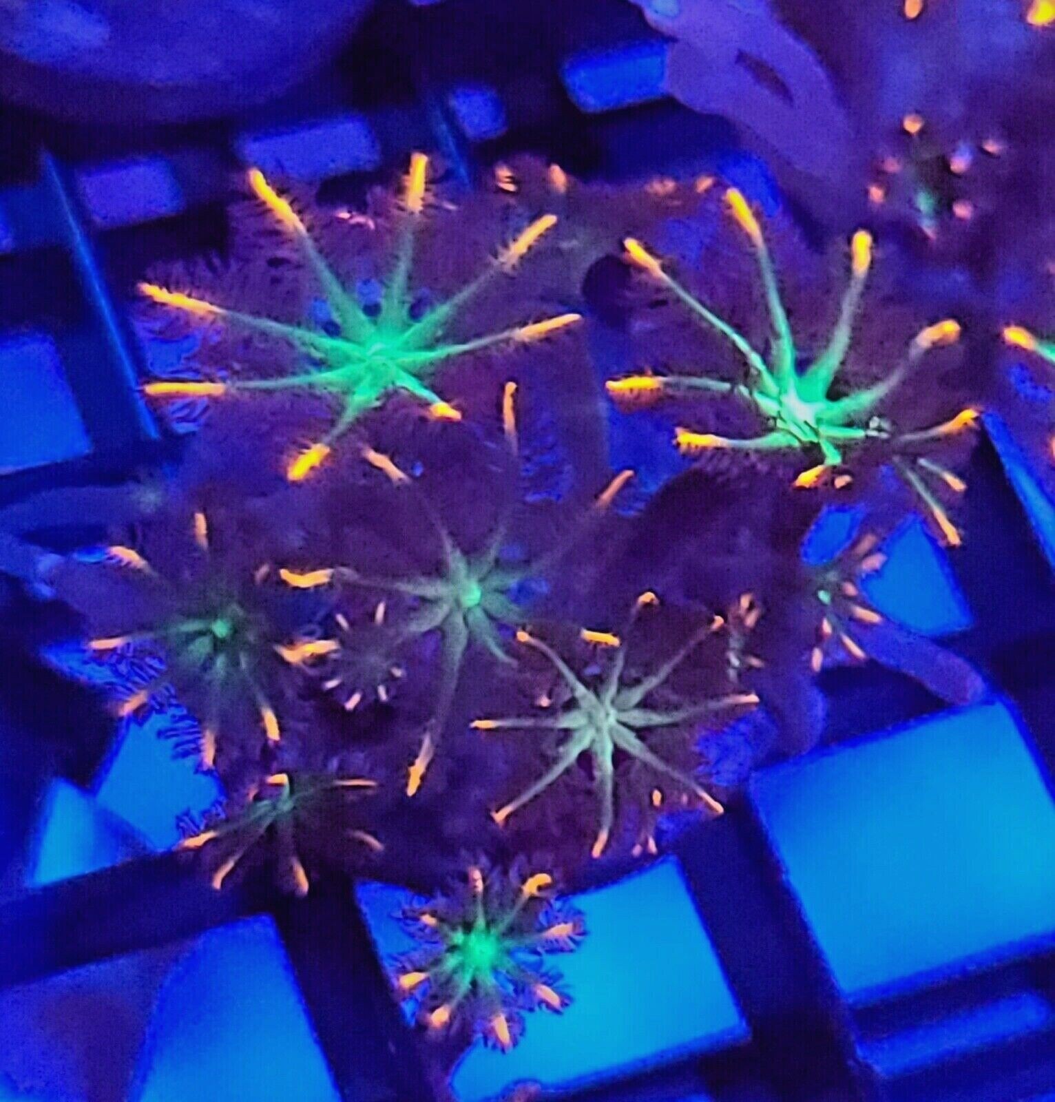 Firework Clove Polyp * Live Coral Frag * AJs Aquariums | eBay