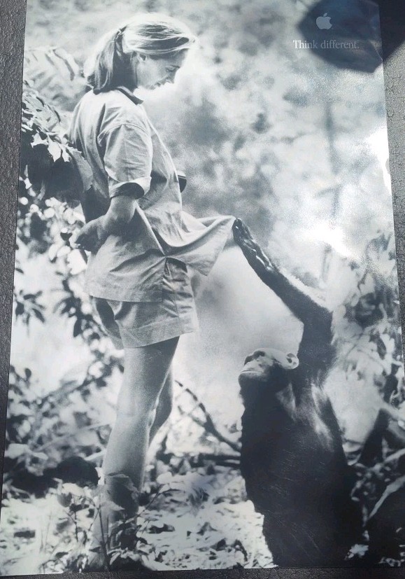 Jane Goodall Apple Think Different Poster Rare 1997 Campaign Shrine ...