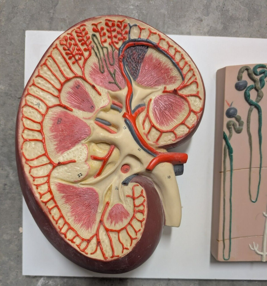Scientific Kidney model with sectional Kidney, nephron, and renal ...