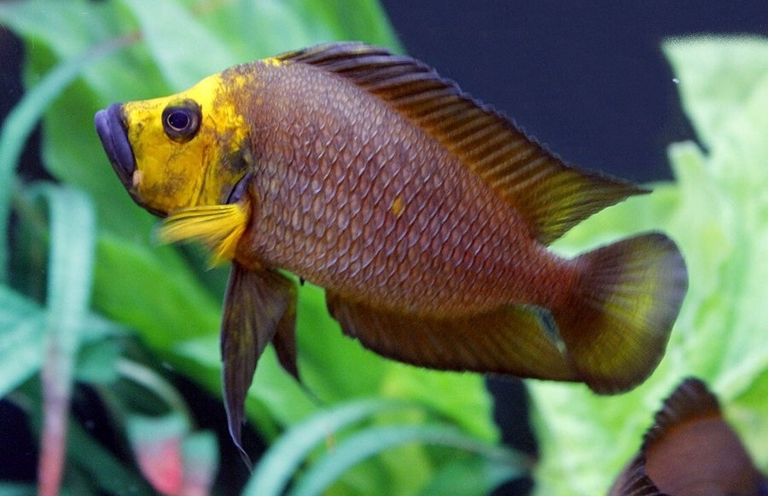 Compressiceps Cichlid