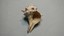 Rare FOSSIL WHELK SHELL from FLORIDA - Busycon palmbeachensis | eBay