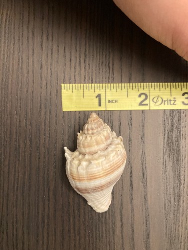 King's Crown Seashells Sea Shell Brown Ivory Craft Decor | eBay