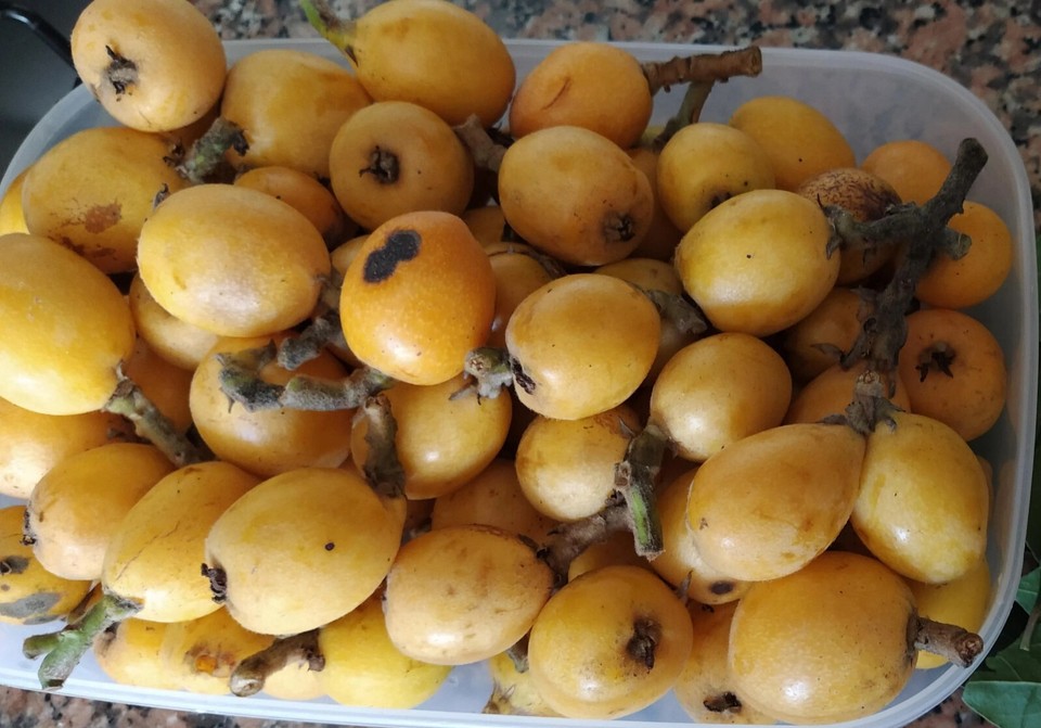 1 Loquat Fruit Tree (No Pot) – 12" to 24" Tall – Louisiana Grown | eBay