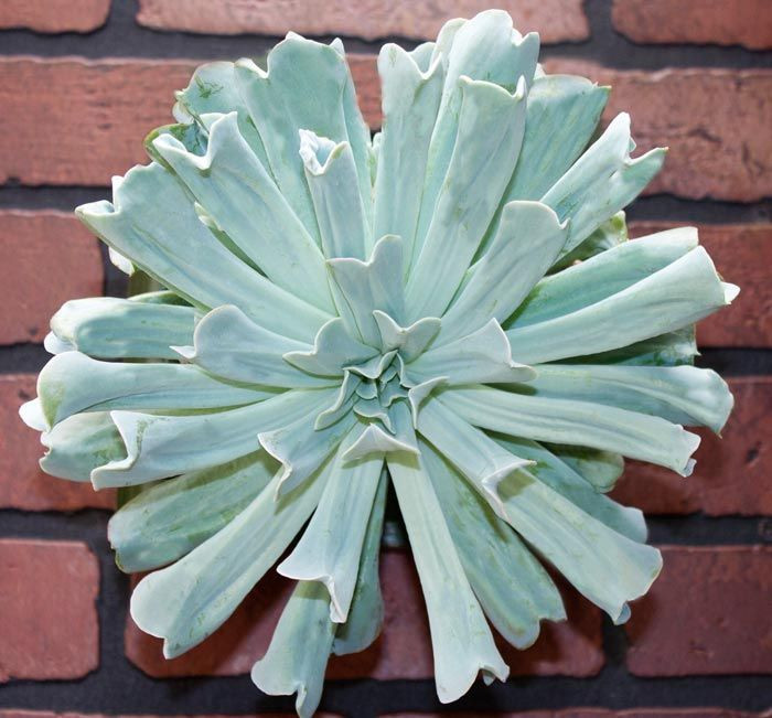 ECHEVERIA RUNYONII Topsy-Turvy rare succulent hen and chicks plant seed ...