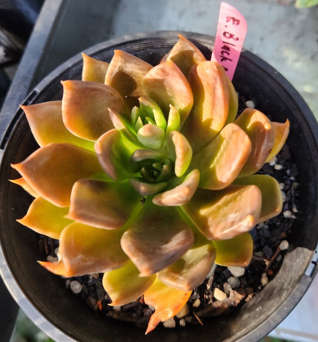Black Prince - Echeveria succulent with established root ball | eBay