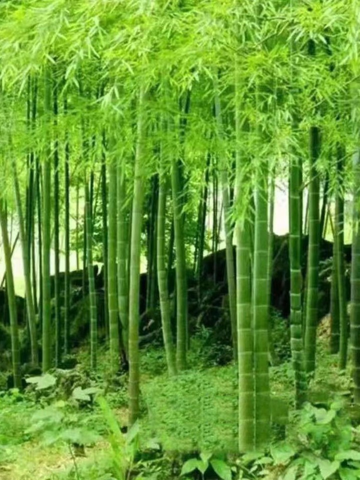 100 x Moso Bamboo Seeds. Phyllostachys Edulis Pubescens Giant Hardy ...