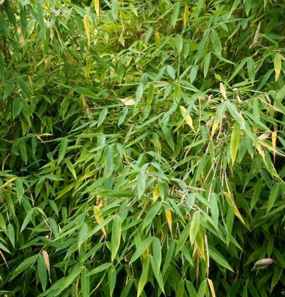 Fargesia murielae 'Rufa' - Rufa Bamboo | Umbrella Bamboo | eBay