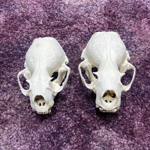 2 Real Wild Otter Skull Taxidermy Trapping Hunting Bone Skeleton Museum ...