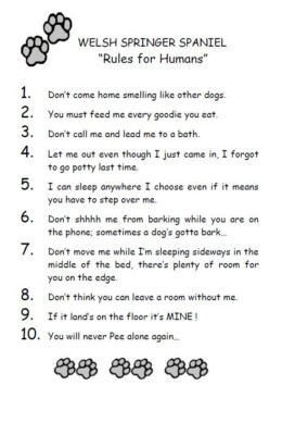 Welsh Springer Spaniel "Rules for Humans" - CUSTOM MATTED - Dog Art ...