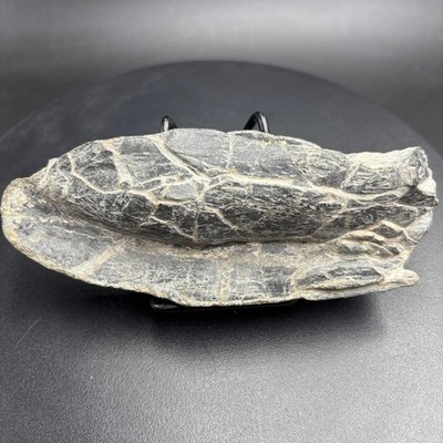 Rhinopteraspis Dunensis fossil fish - Lower Devonian - Odenspiel ...